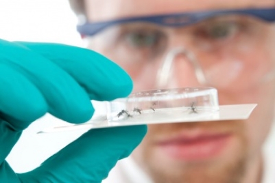 Combating growing insecticide resistance · Break Dengue