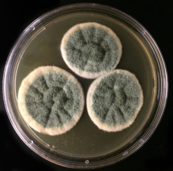 Talaromyces fungus: The fungus that makes mosquitoes susceptible to ...